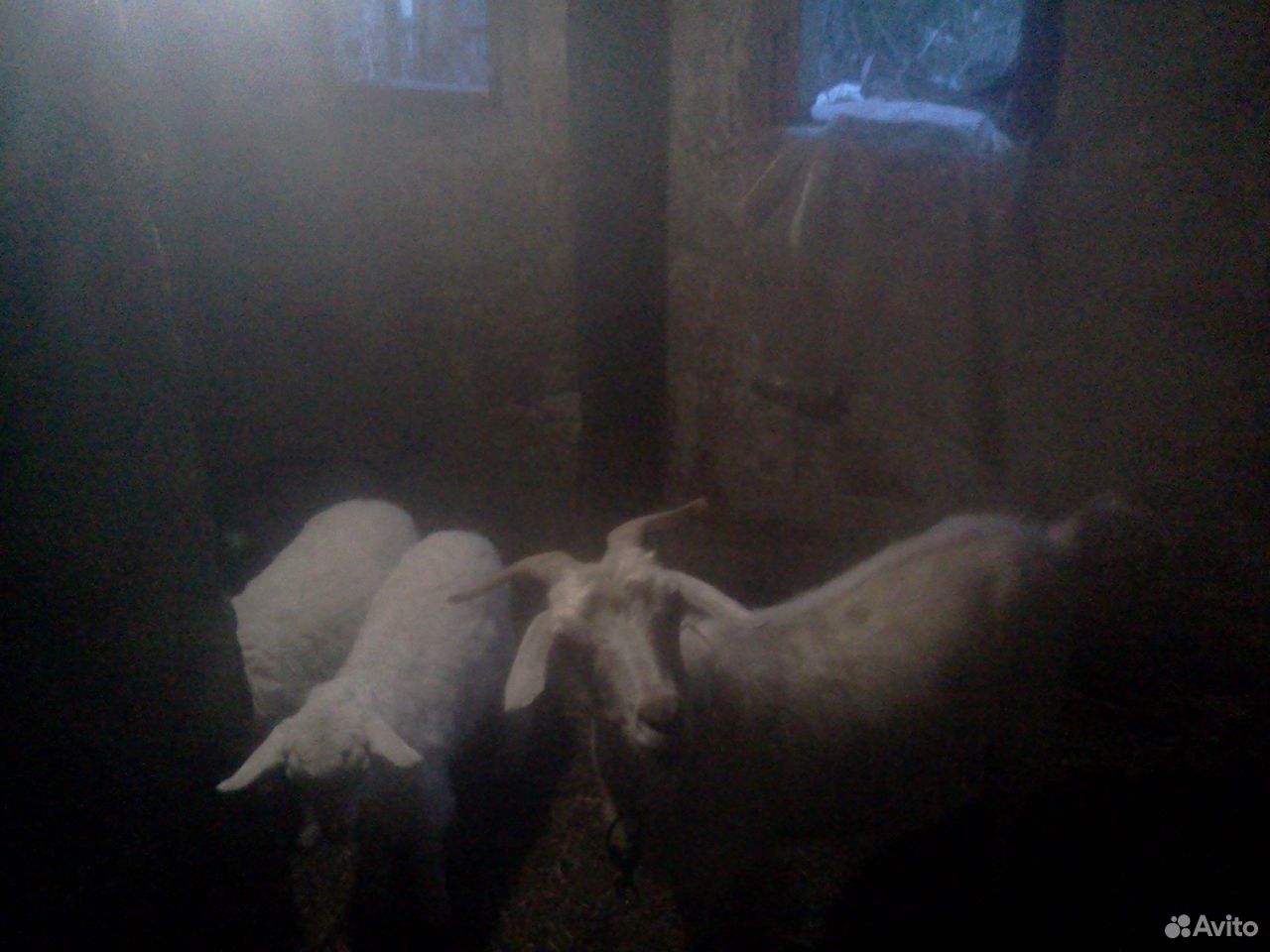 Козлы и козы