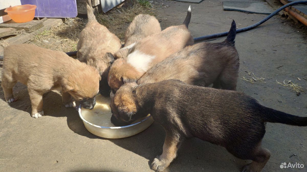 Отдадим щенят в добрые руки