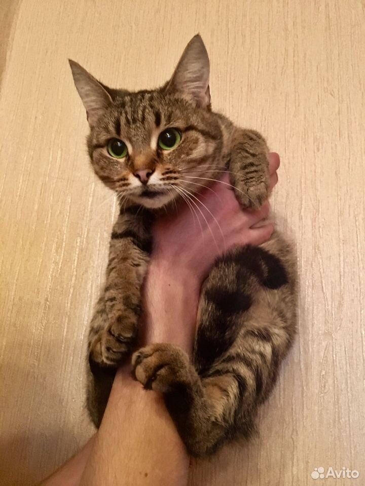 Молодая кошечка в добрые руки