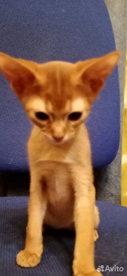 Абиссинская