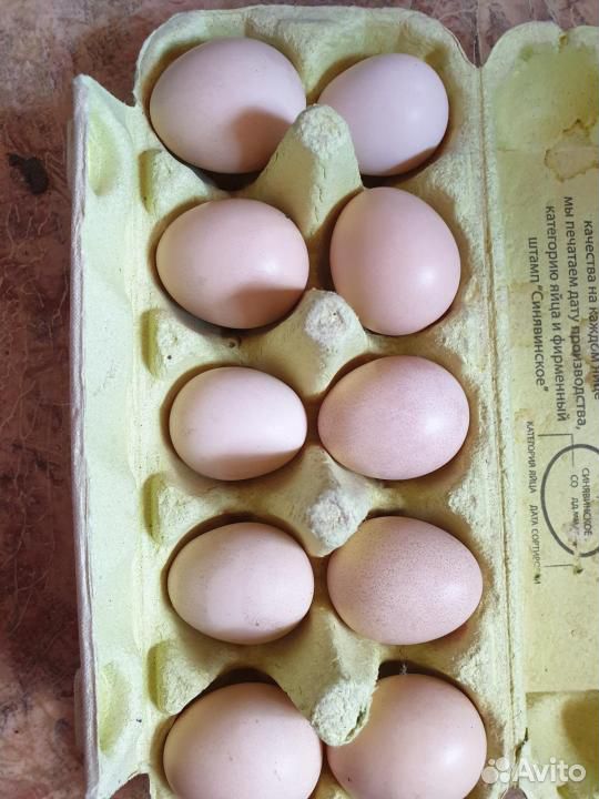 Яйца инкубационые китайской шёлковой курицы окраса