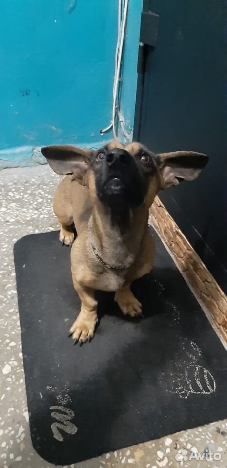 Собака добряка бесплатно