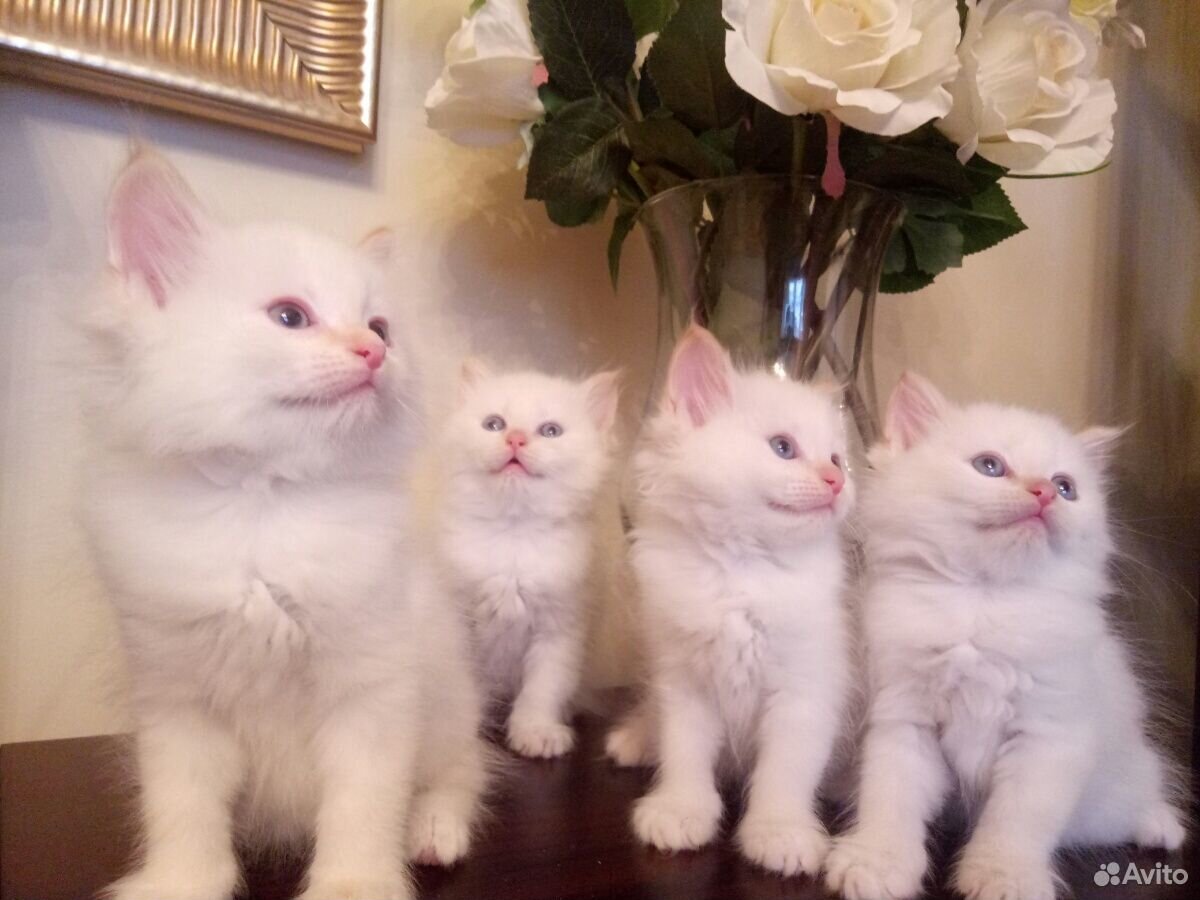 Невские маскарадики