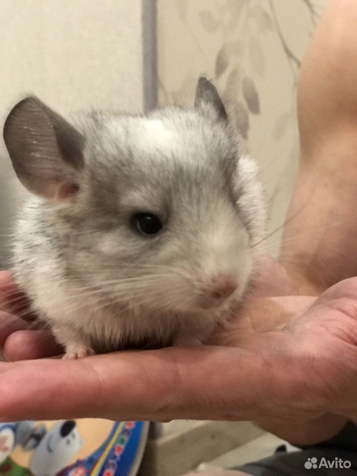 Шиншилла девочка