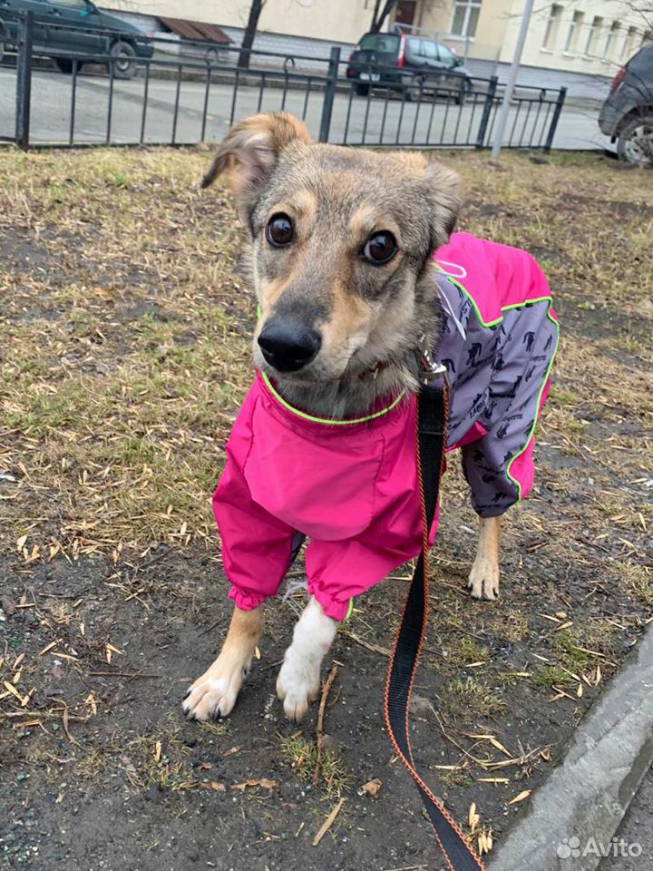 Милая Зайка 6 месяцев ищет дом