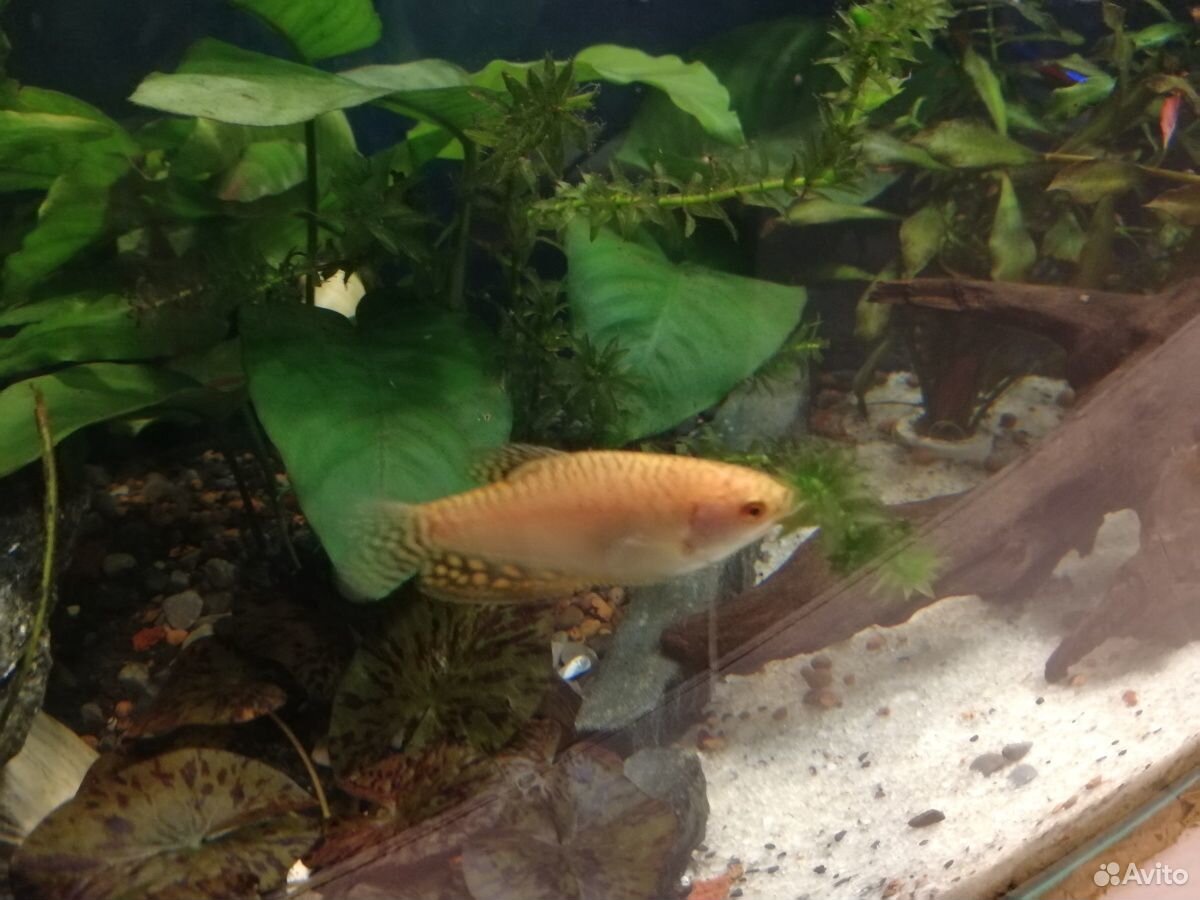 Гурами золотой и жемчужный