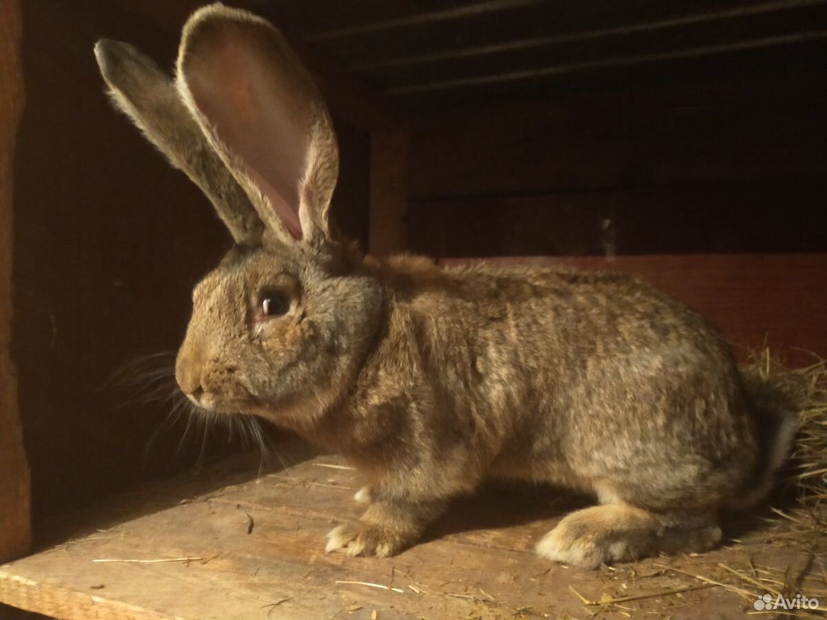 Крол фландер