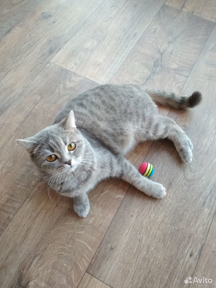 Кошка взрослая шотладская прямоухая