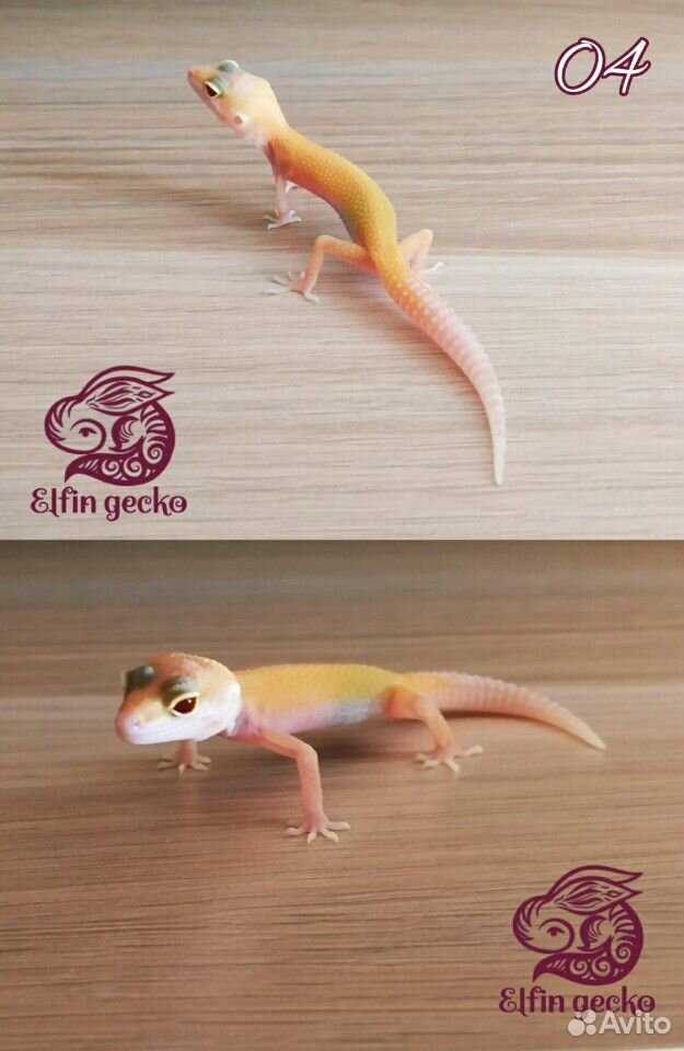 Эублефар морфы: Raptor