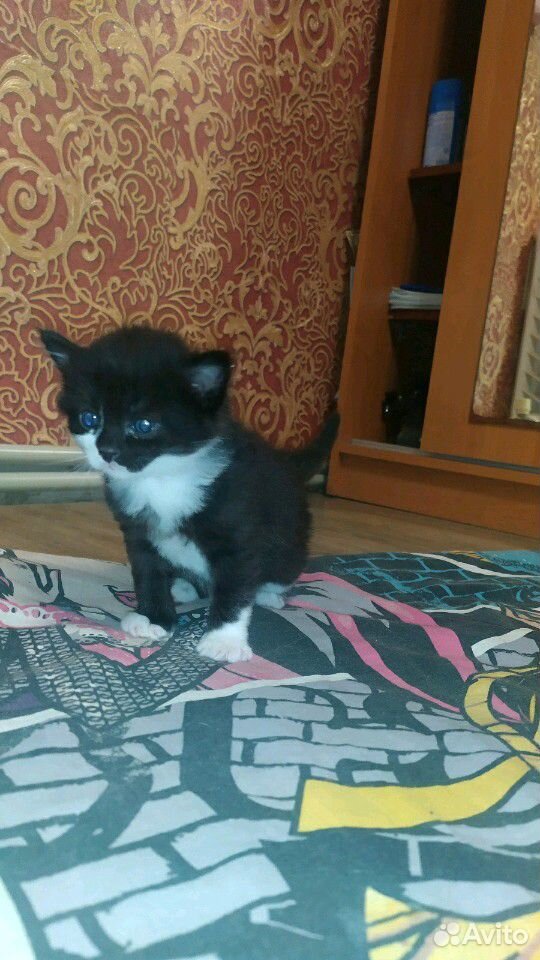 Котенок