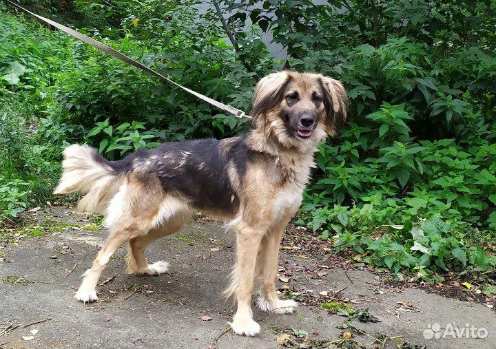 Великолепная собака Рада ищет свой дом