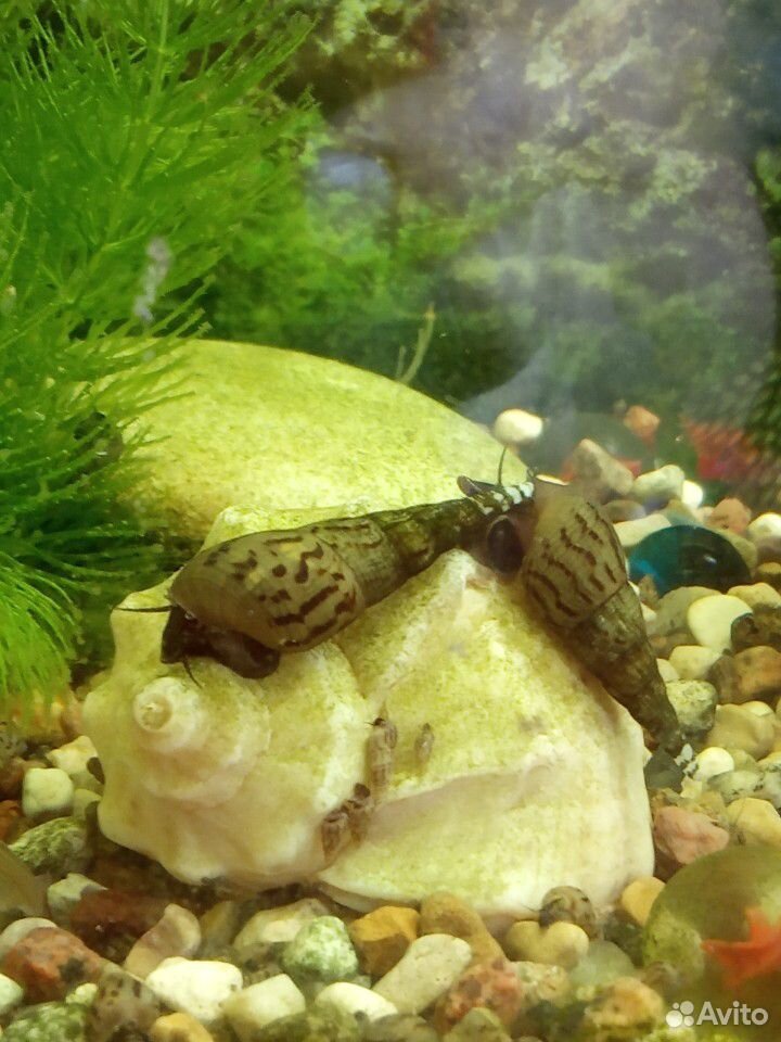 Улитки Хелена