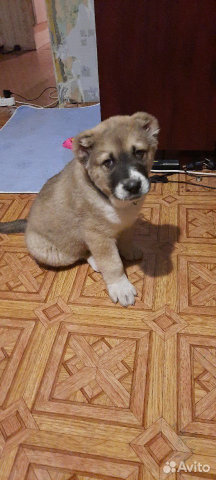 Щенок сао 1.5 мес