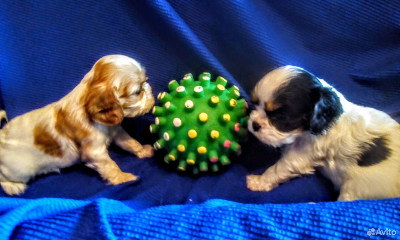 Милые щенки кавалер кинг чарльз спаниеля