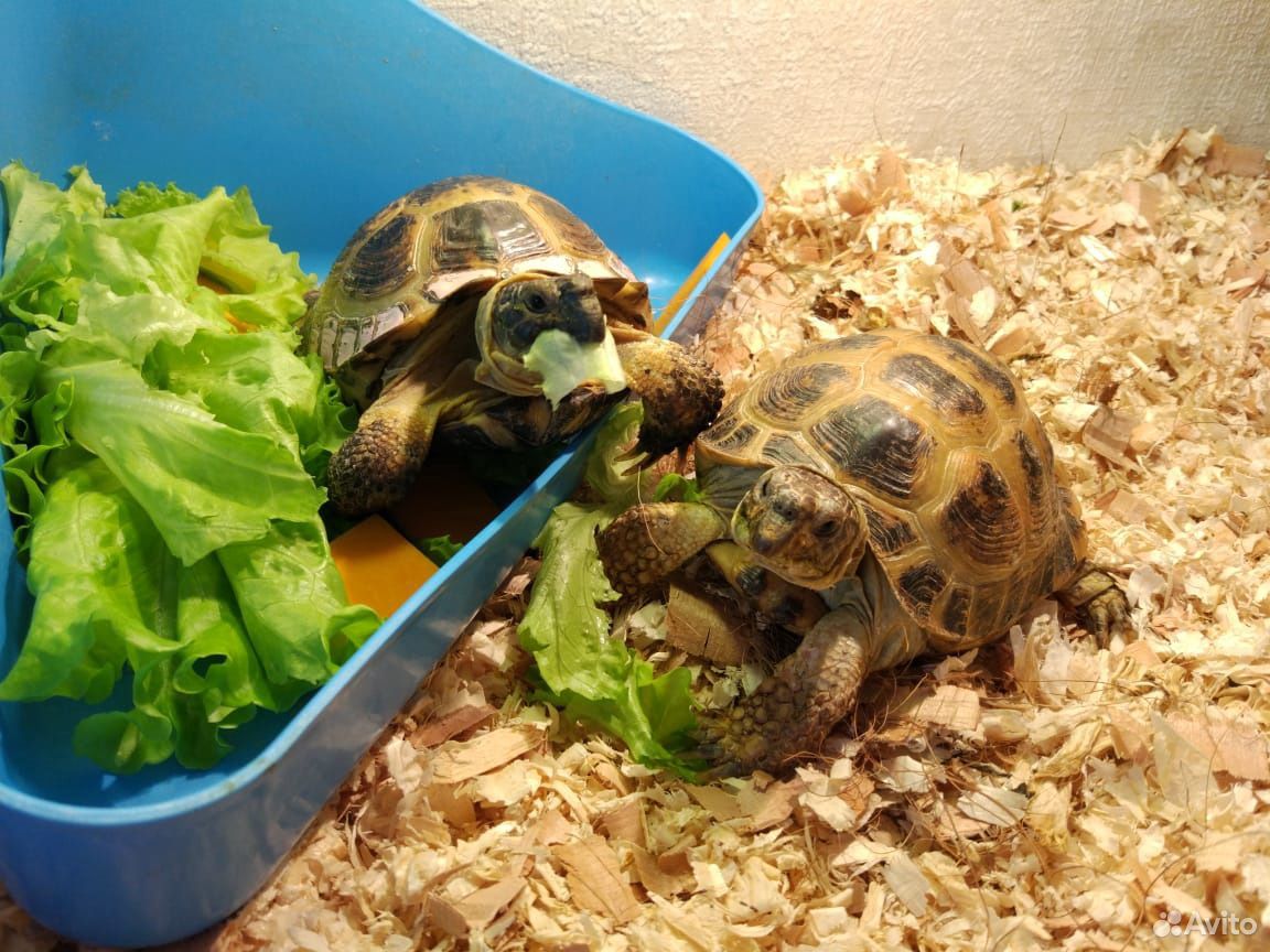 Сухопутные черепахи