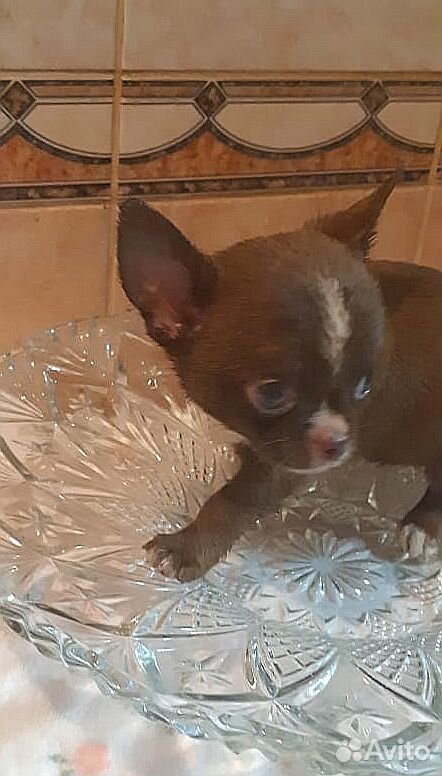 Чихуахуа мальчик щоколадка