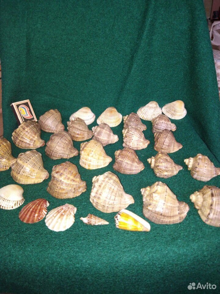 Ракушки в аквариум или для интерера