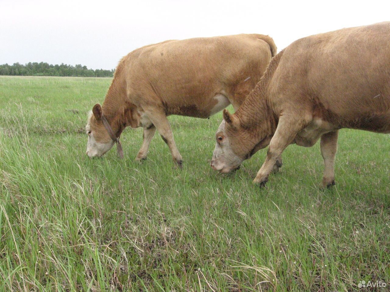 Корова симментальской породы