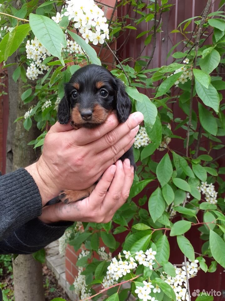 Обалденная Черри,щенок таксы