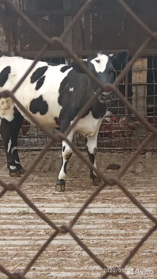 Тёлка 9 месяцев