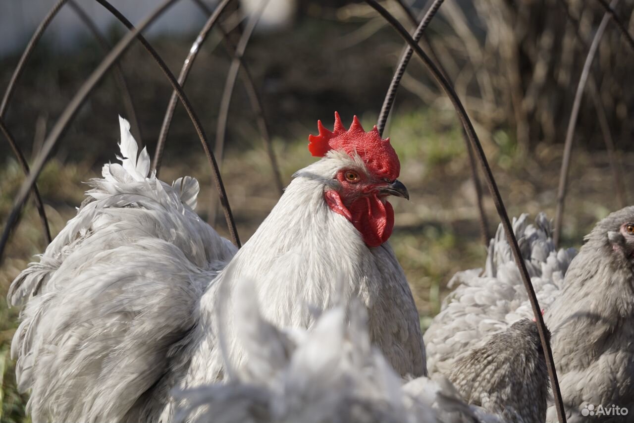 Орпингтон лаванда/лаванда кукушка