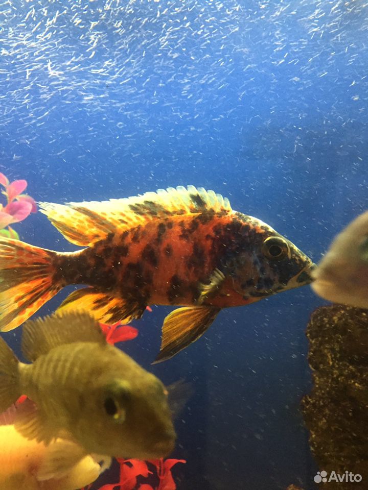 Аквариумные рыбки аулонокары мультиколор