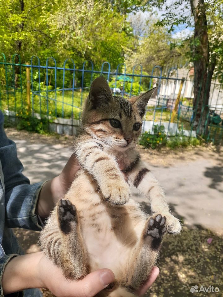 Серая, Черная и Рыжий котята