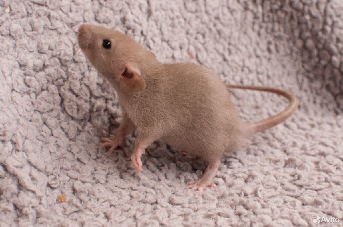 Крысята Бурмиз мальчики дамбо