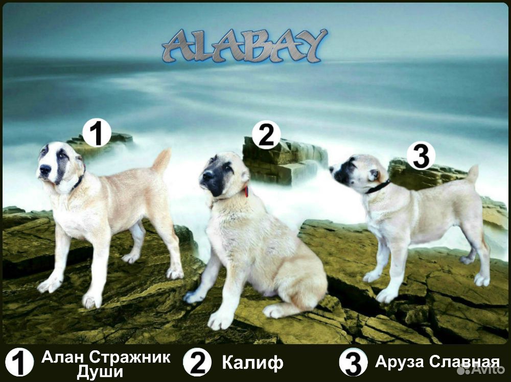Щенки-подростки алабай