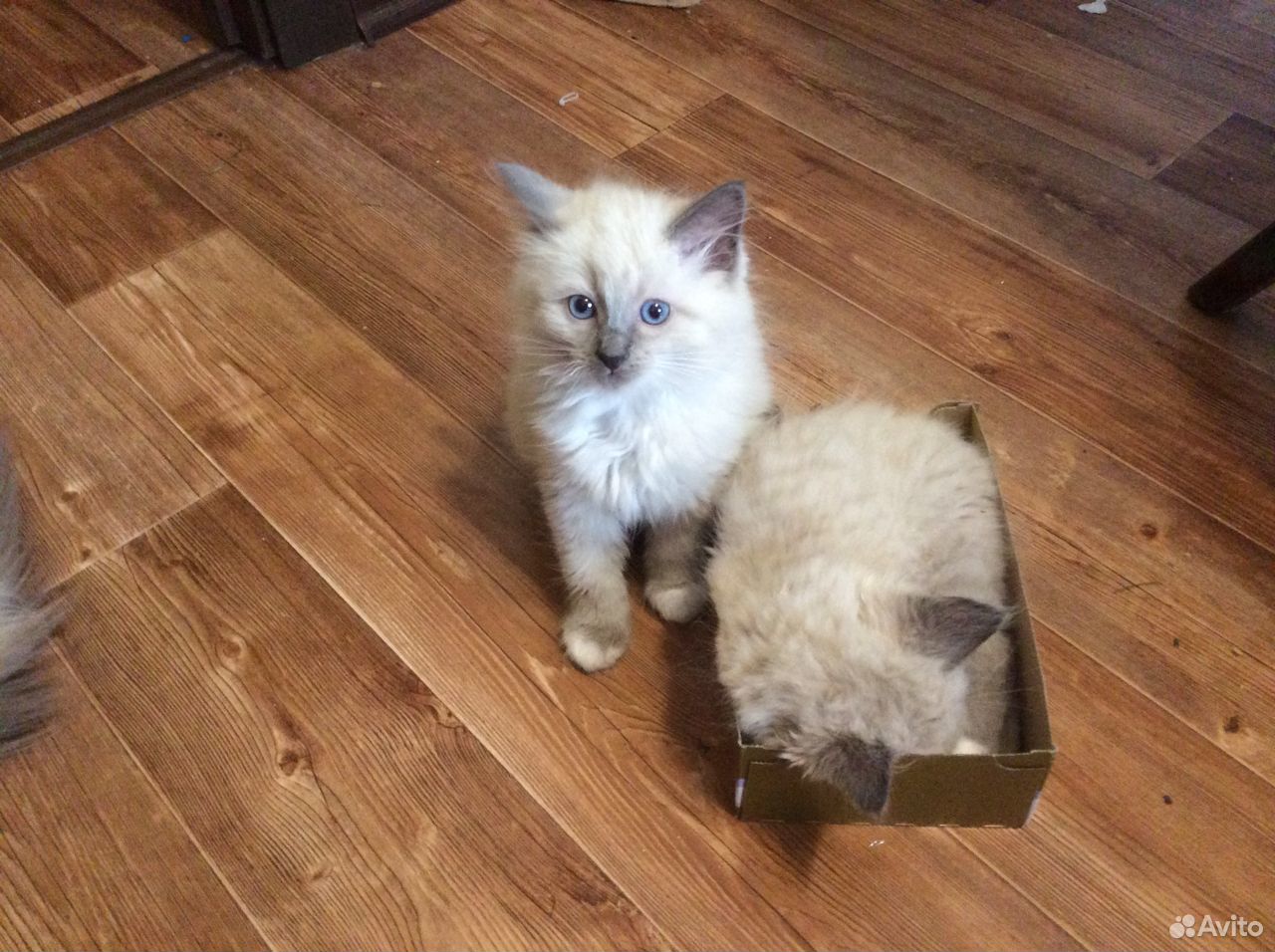 Котята невские маскарадные клубные