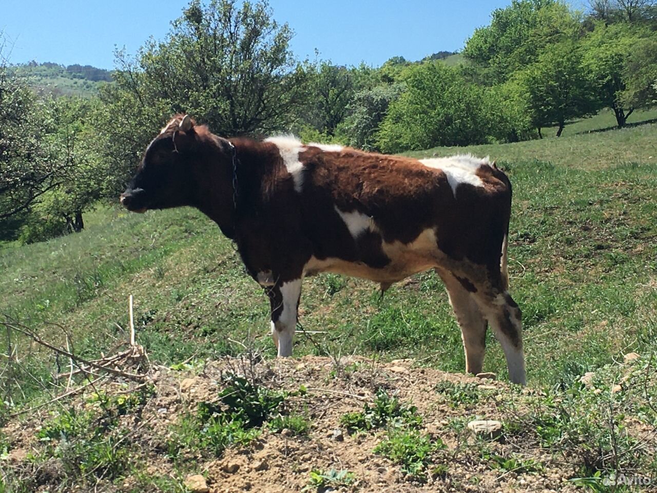 Продам двух Годовалых телят