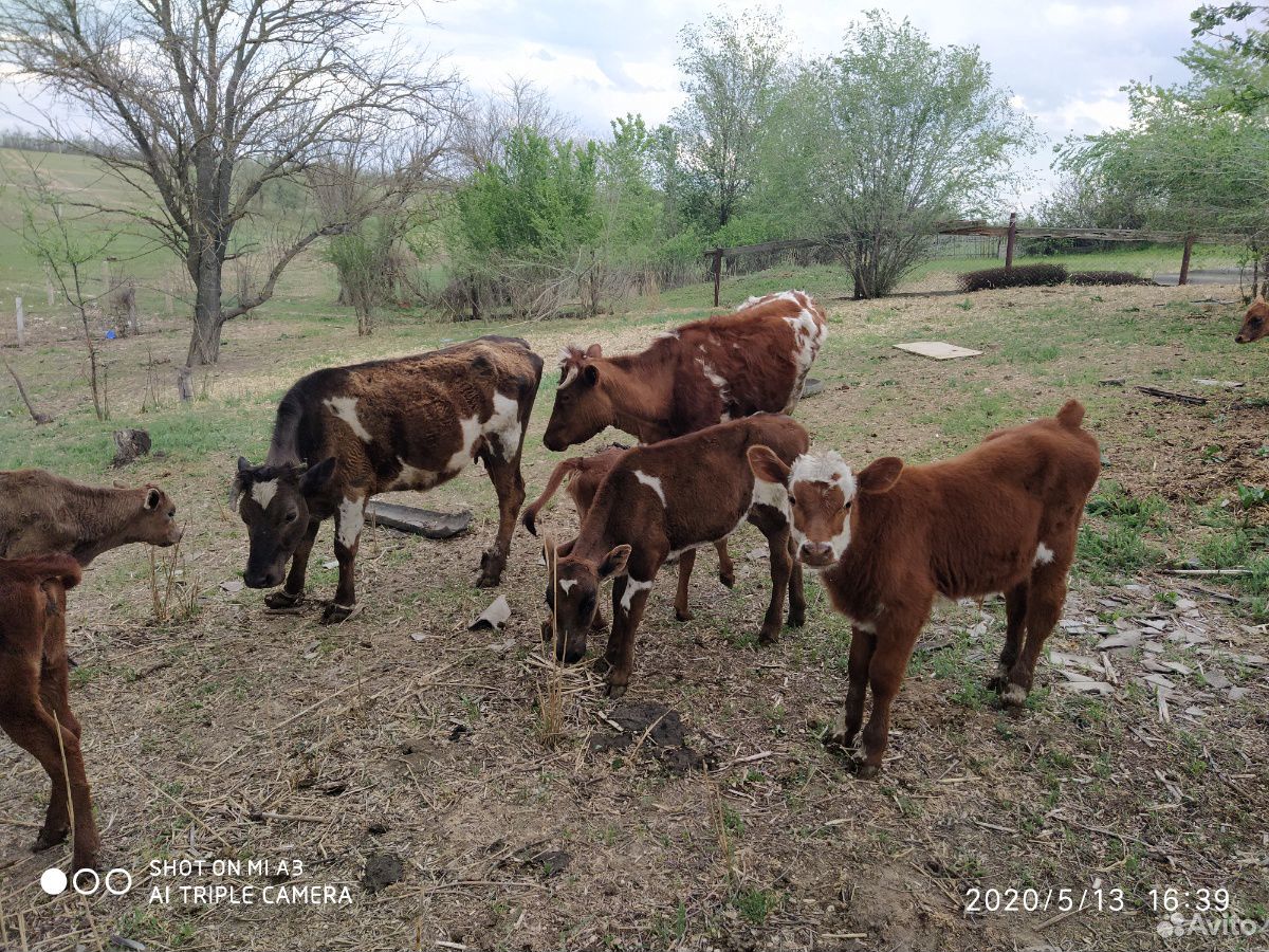 Продажа крс