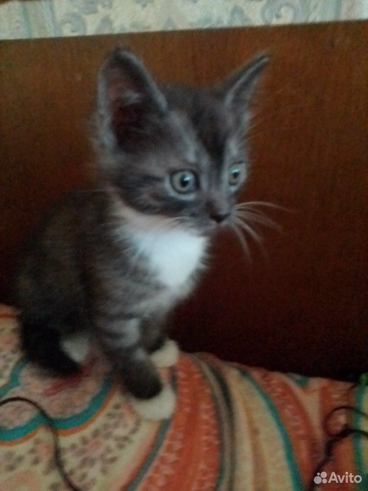 Кот