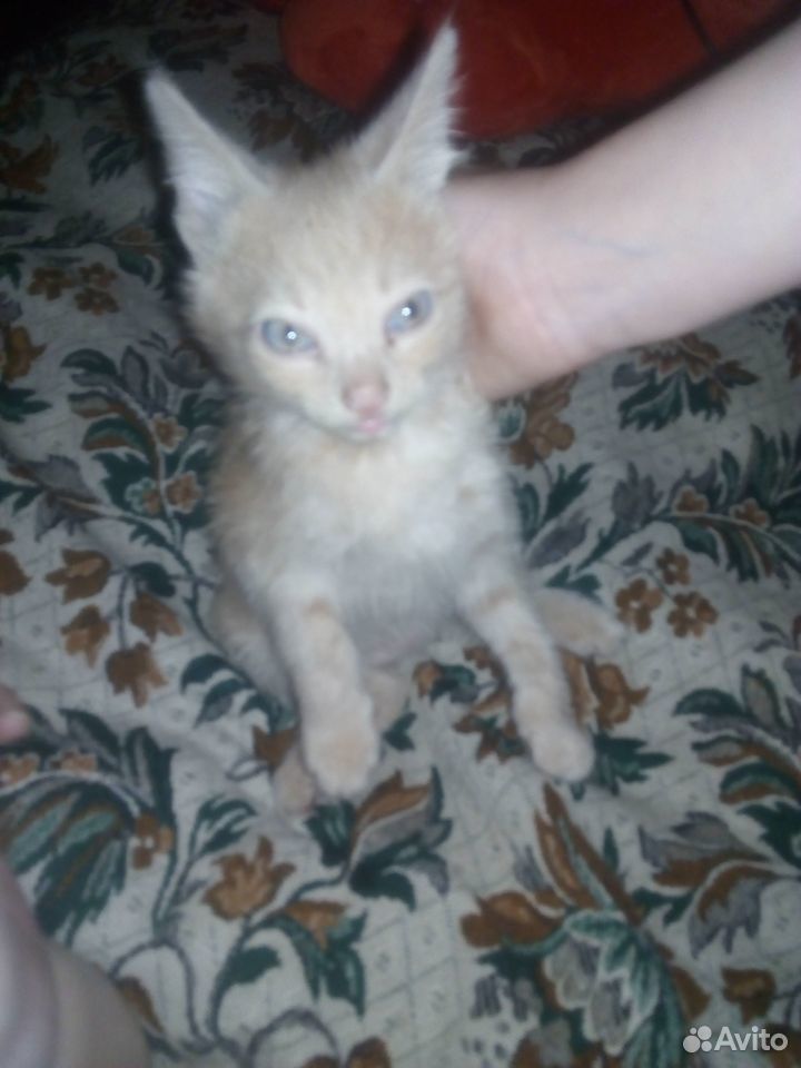 Котята