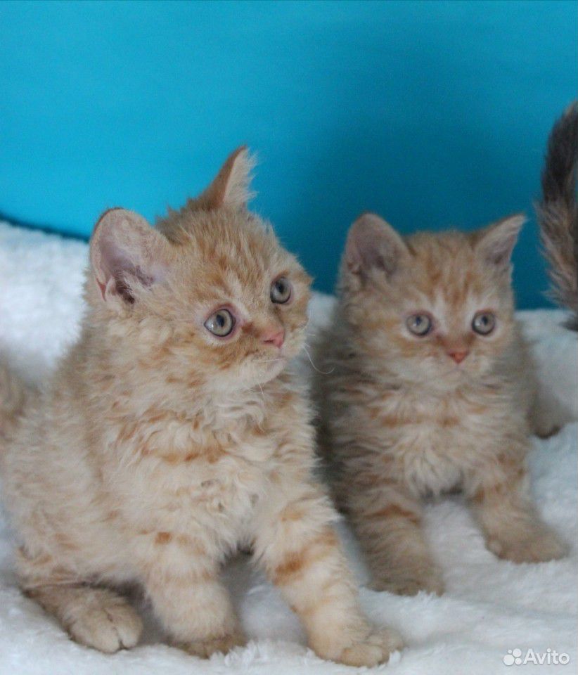 Селкирк-рекс