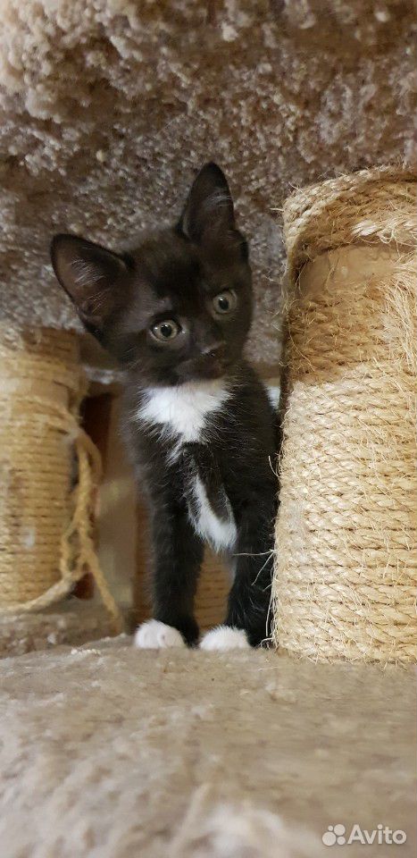 Котенок метис девочка 1,5мес
