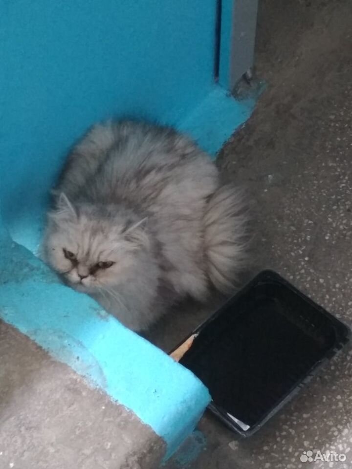 Пушистая красотка