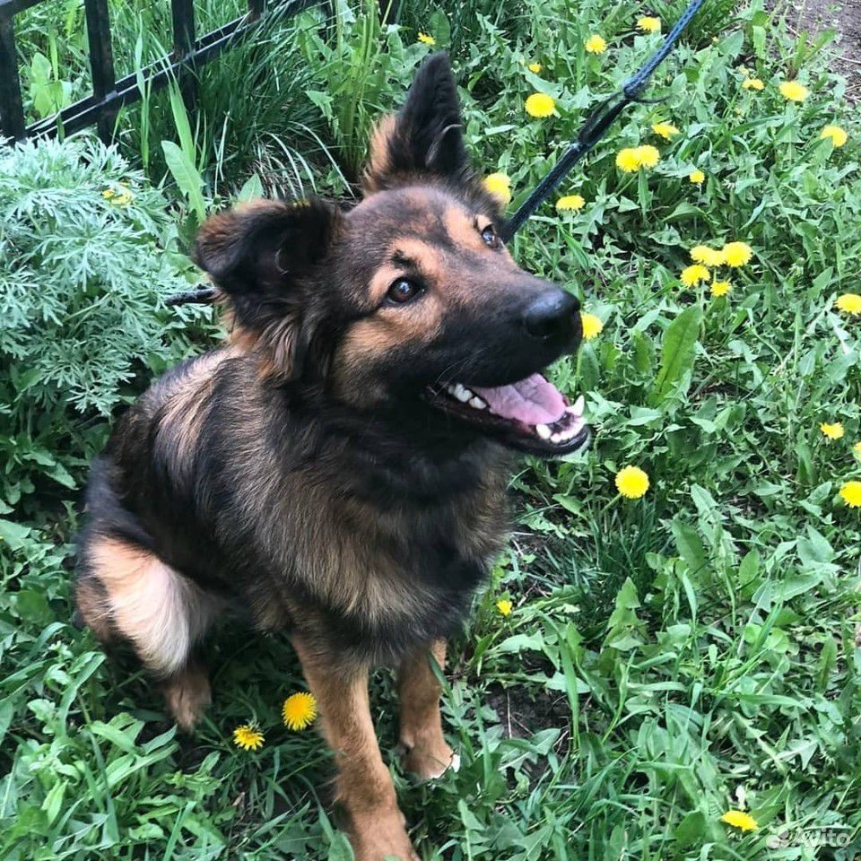 Отдадим в хорошие и ответственные руки