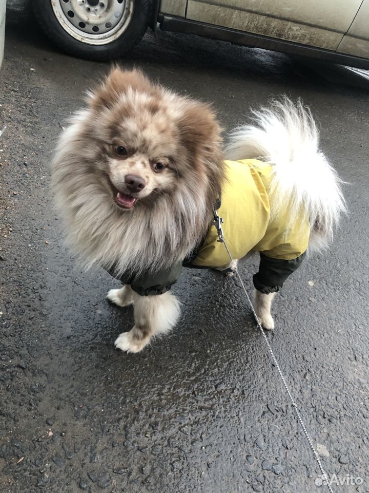 Вязка со шпицем редкого окраса мерле