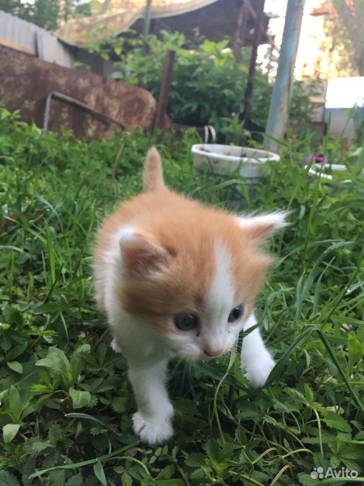 Котята