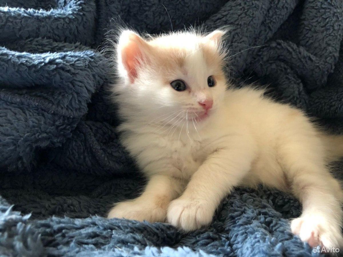 Котенок