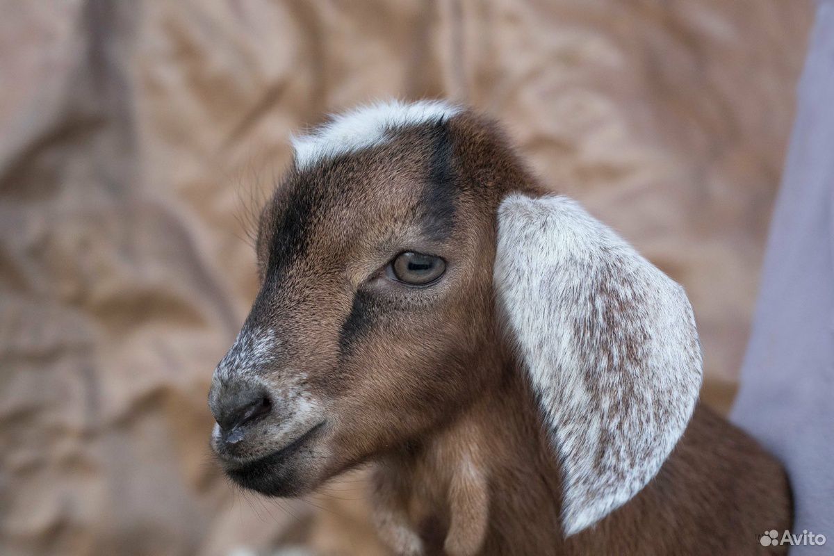 Козлята англо-нубийских кровей