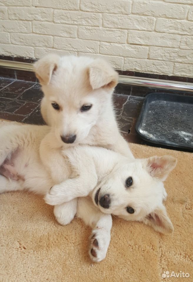 Милые щенки в добрые руки