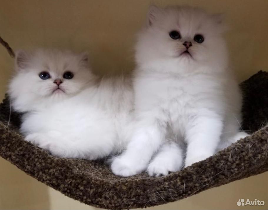 Шотландские хонт поинт