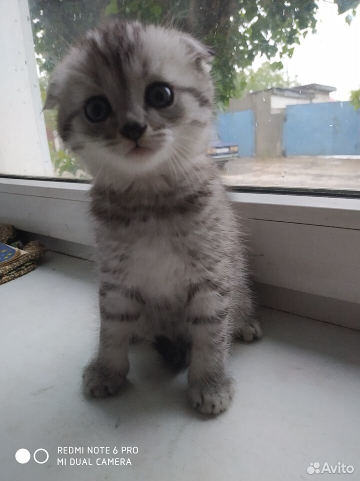 Котенок веслаухий продается