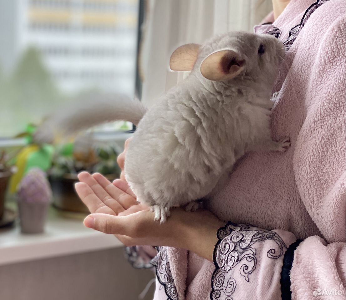 Шиншилла девочка 2,5 мес