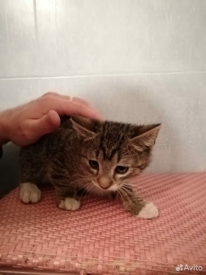Кошка