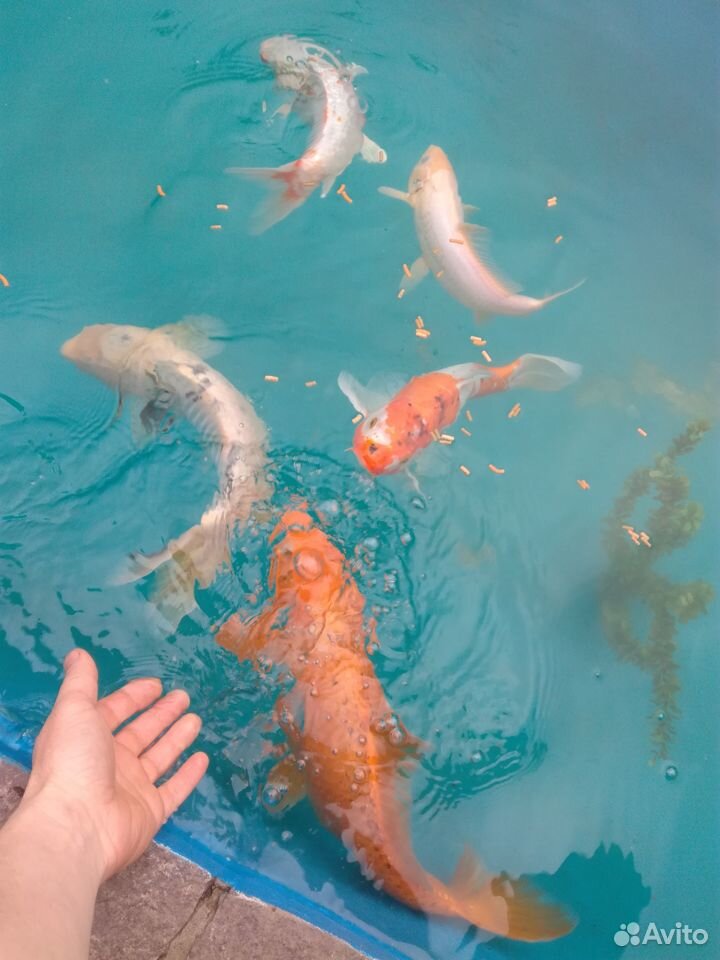 Крупные кои