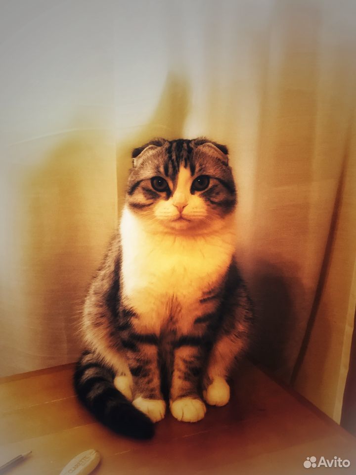 Шотландский вислоухий кот на вязку