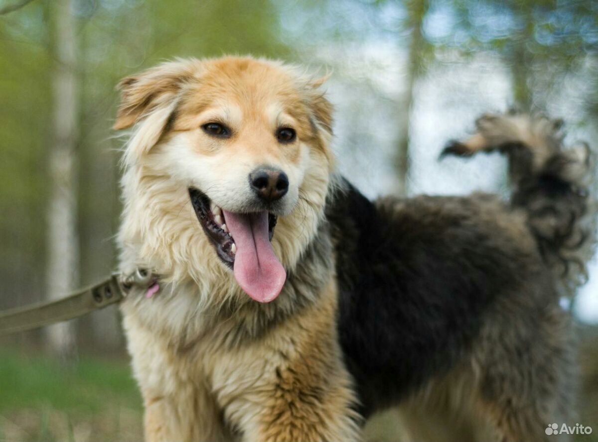 Санни. Лесной приют